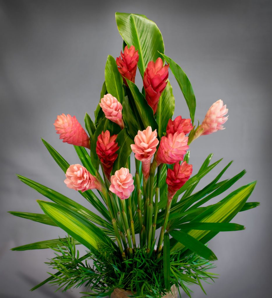 Hawaiian Gingers - Puna Ohana Tropical Flowers & Leis